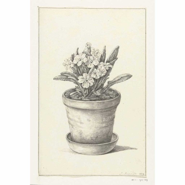 50+ Flower Pot Drawing Images & Pictures » Flower Drawing