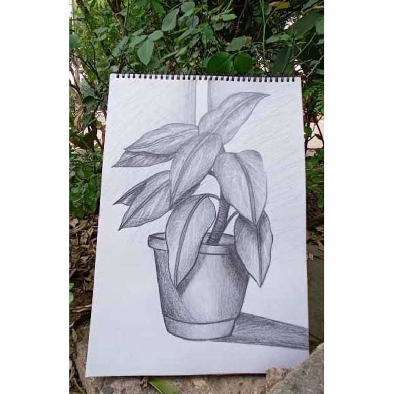 50+ Flower Pot Drawing Images & Pictures » Flower Drawing