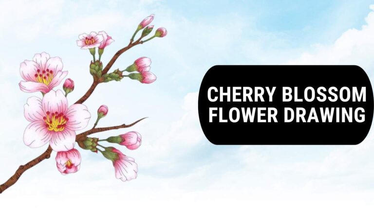 60+ Cherry Blossom Flower Drawings » Flower Drawing