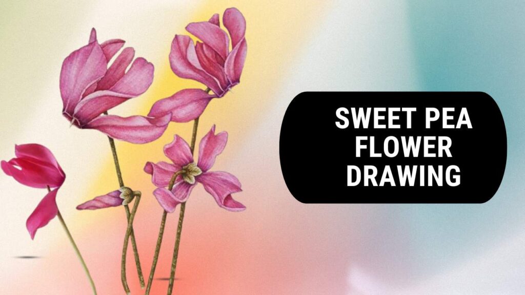 40+ Sweet Pea Flower Drawing » Flower Drawing
