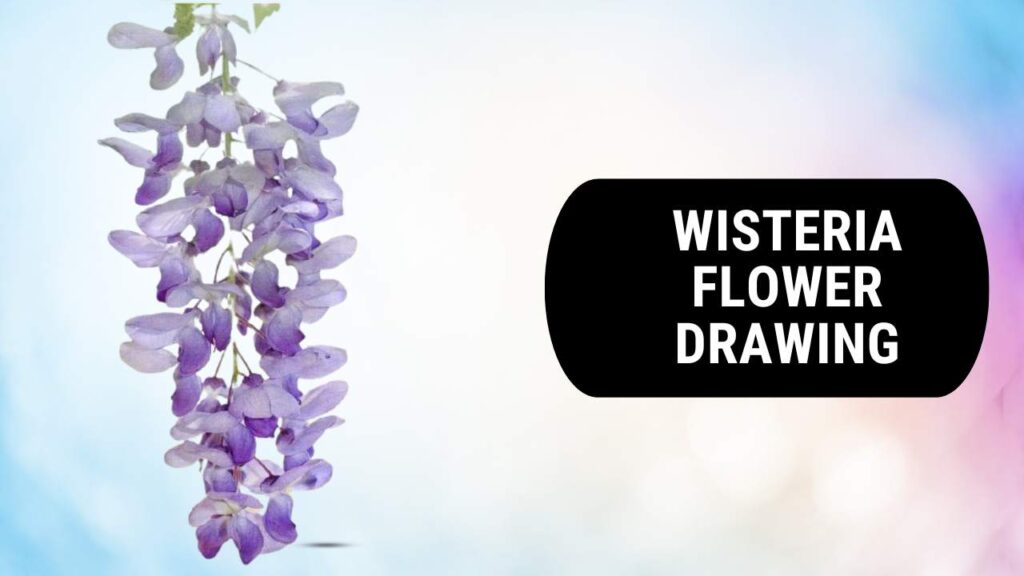 50+ Wisteria Flower Drawings » Flower Drawing