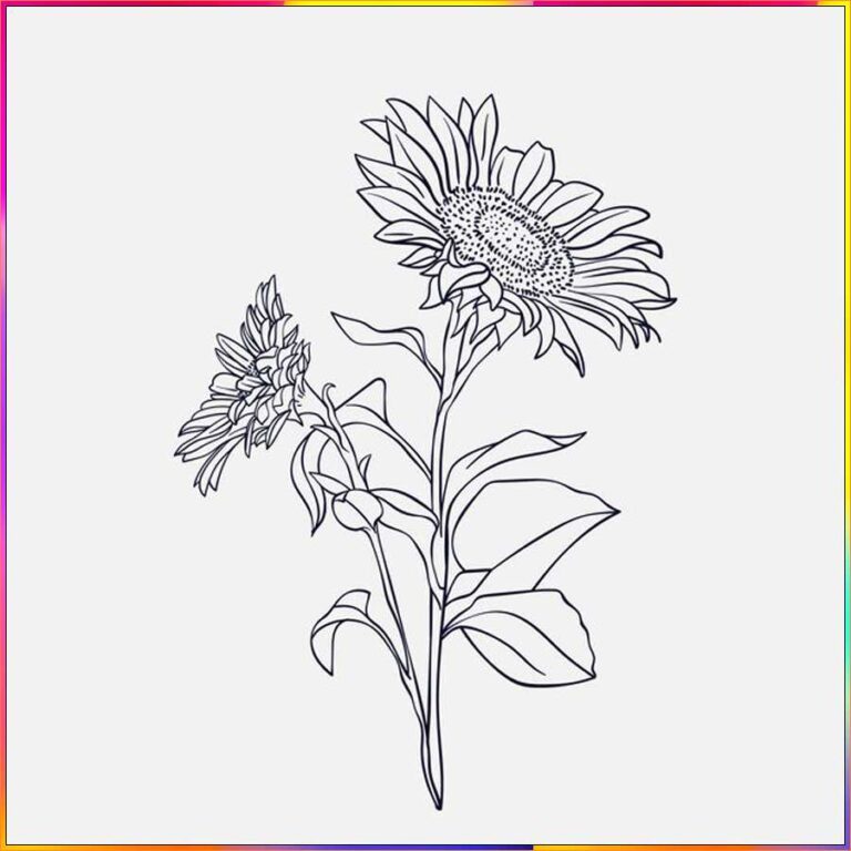 35 Easy Aster Flower Drawing » Flower Drawing