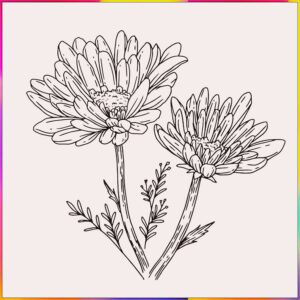 35 Easy Aster Flower Drawing » Flower Drawing