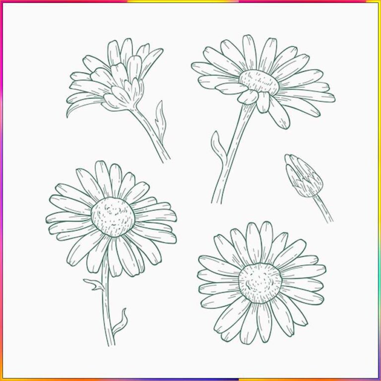 35 Easy Aster Flower Drawing » Flower Drawing