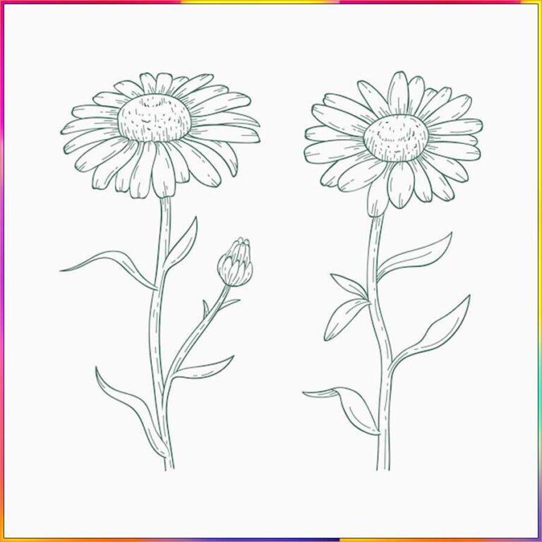 35 Easy Aster Flower Drawing » Flower Drawing