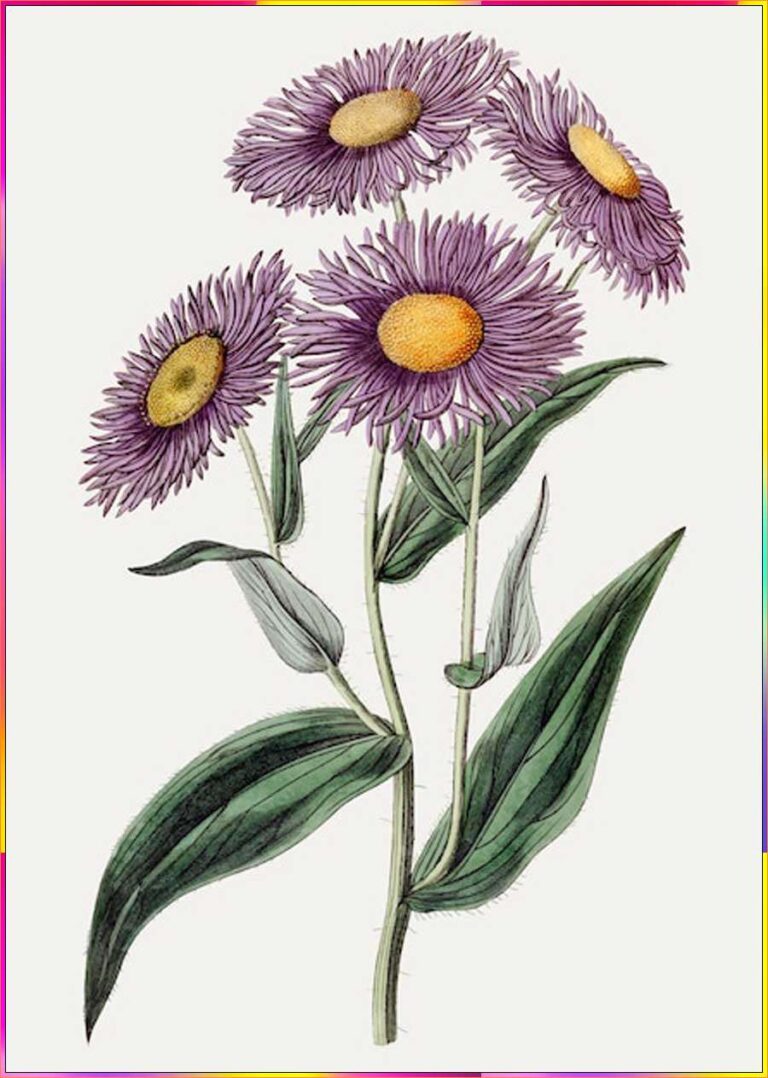35 Easy Aster Flower Drawing » Flower Drawing