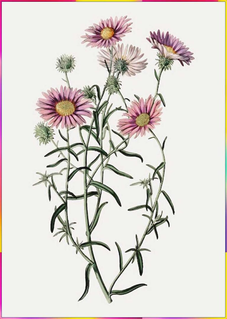 35 Easy Aster Flower Drawing » Flower Drawing
