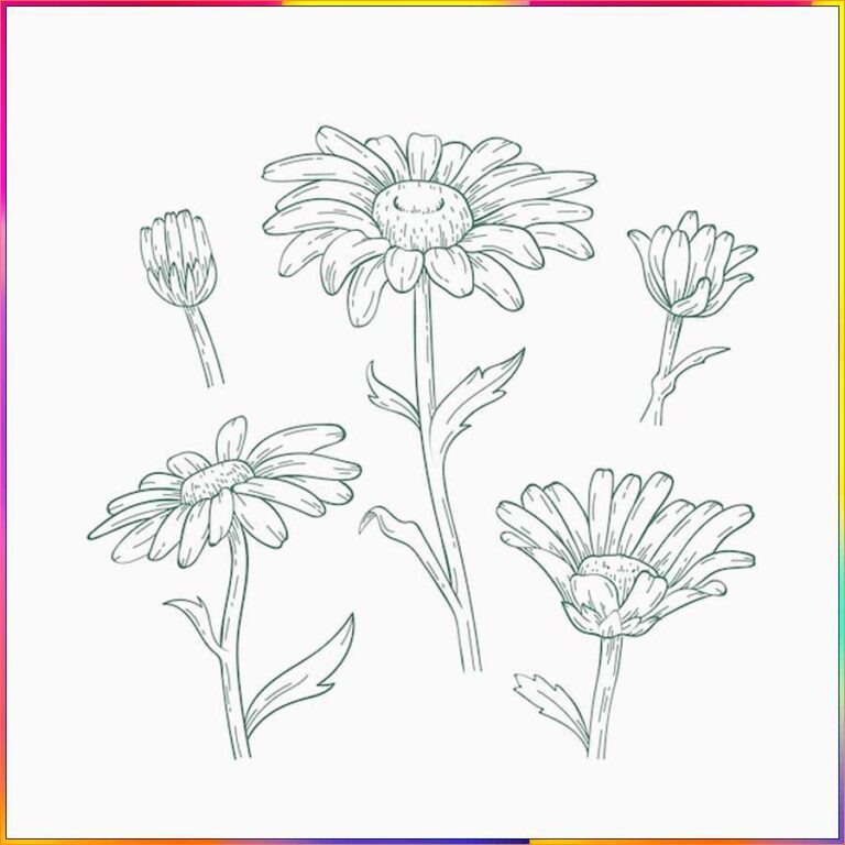 35 Easy Aster Flower Drawing » Flower Drawing