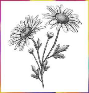 35 Easy Aster Flower Drawing » Flower Drawing