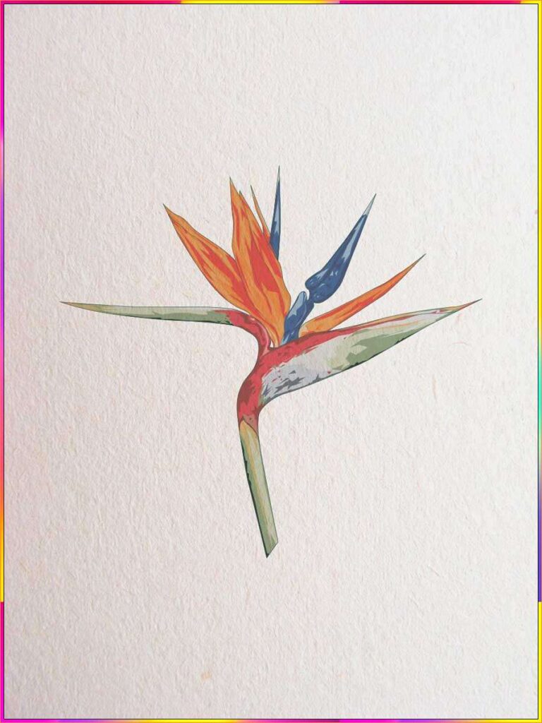 85+ Bird of Paradise Flower Drawings » Flower Drawing