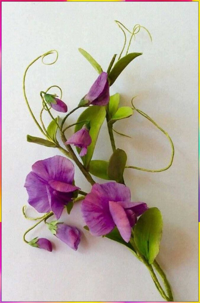 40+ Sweet Pea Flower Drawing » Flower Drawing