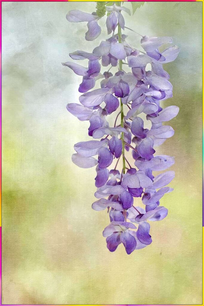 50+ Wisteria Flower Drawings » Flower Drawing