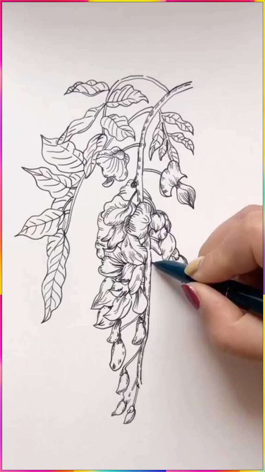 50+ Wisteria Flower Drawings » Flower Drawing