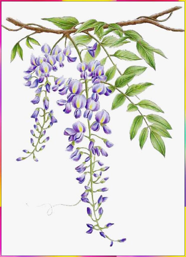 50+ Wisteria Flower Drawings » Flower Drawing