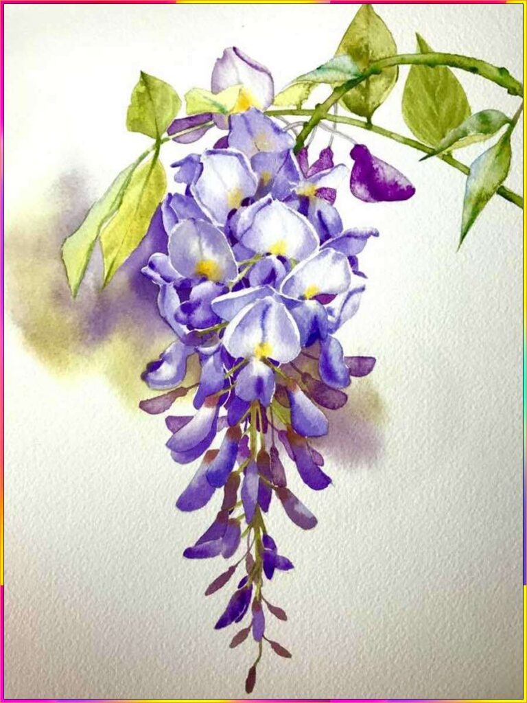 50+ Wisteria Flower Drawings » Flower Drawing