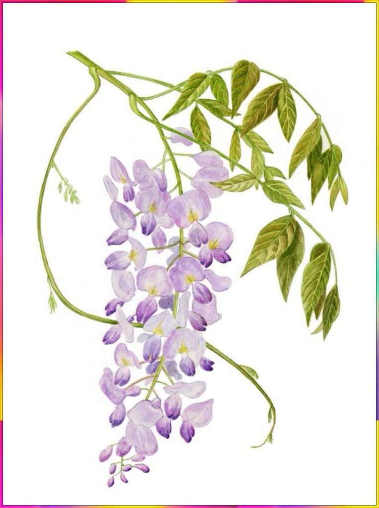 50+ Wisteria Flower Drawings » Flower Drawing