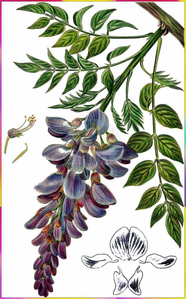 50+ Wisteria Flower Drawings » Flower Drawing