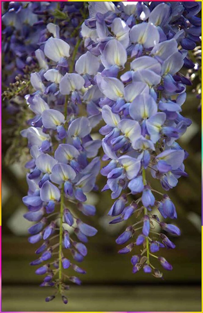 50+ Wisteria Flower Drawings » Flower Drawing
