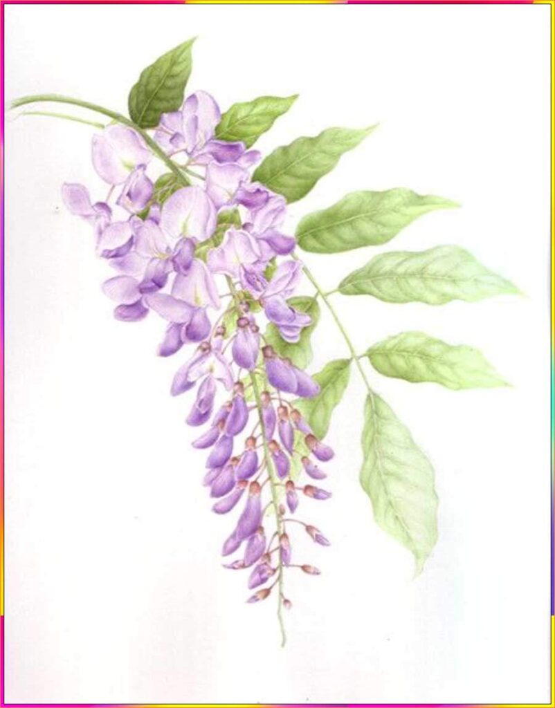 50+ Wisteria Flower Drawings » Flower Drawing