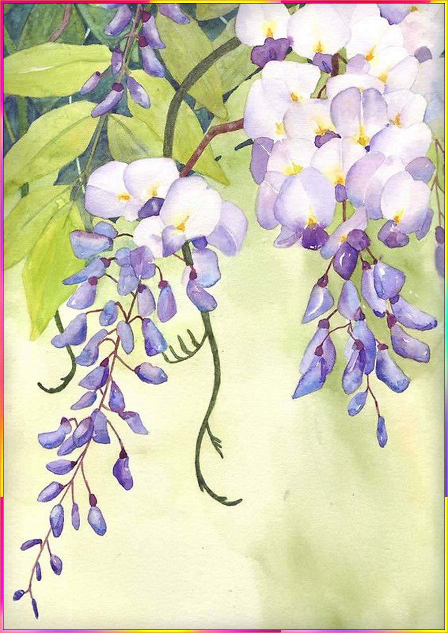 50+ Wisteria Flower Drawings » Flower Drawing