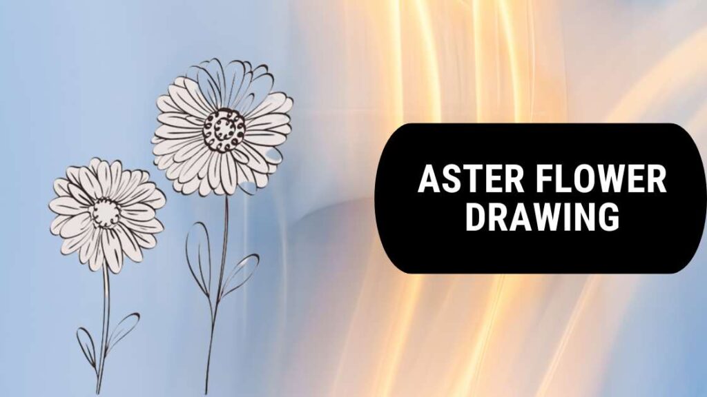 35 Easy Aster Flower Drawing » Flower Drawing